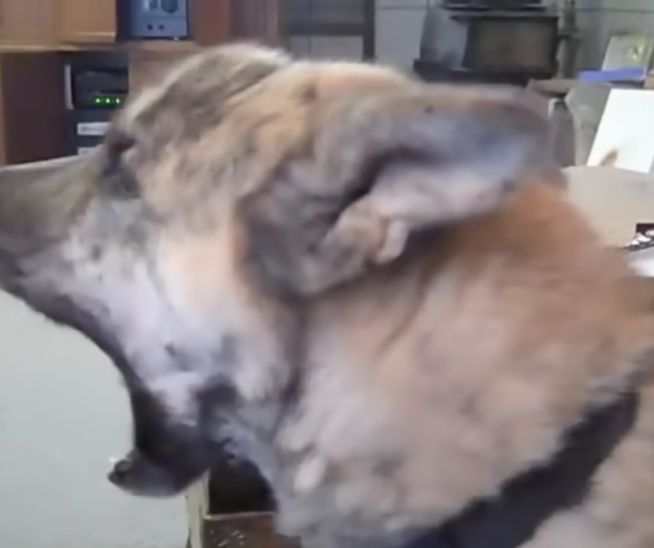 Ultimate Dog Tease: The Internet's Most Beloved and Enduring Viral ...