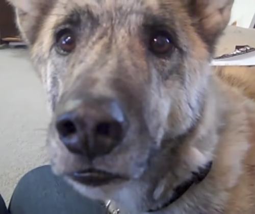 Ultimate Dog Tease: The Internet's Most Beloved and Enduring Viral ...