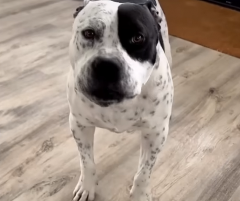 Lonely Dog Bubba Finally Finds Joy and Belonging with His New Family ...