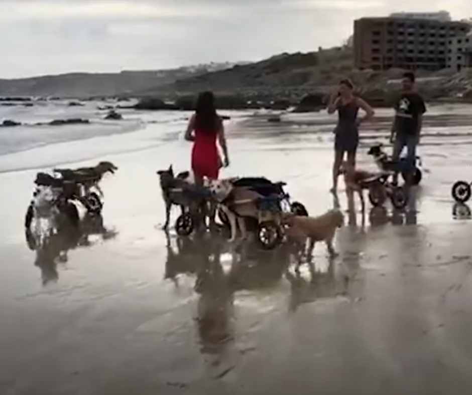 Disabled Dogs Experience the Beach for the First Time and Discover the ...