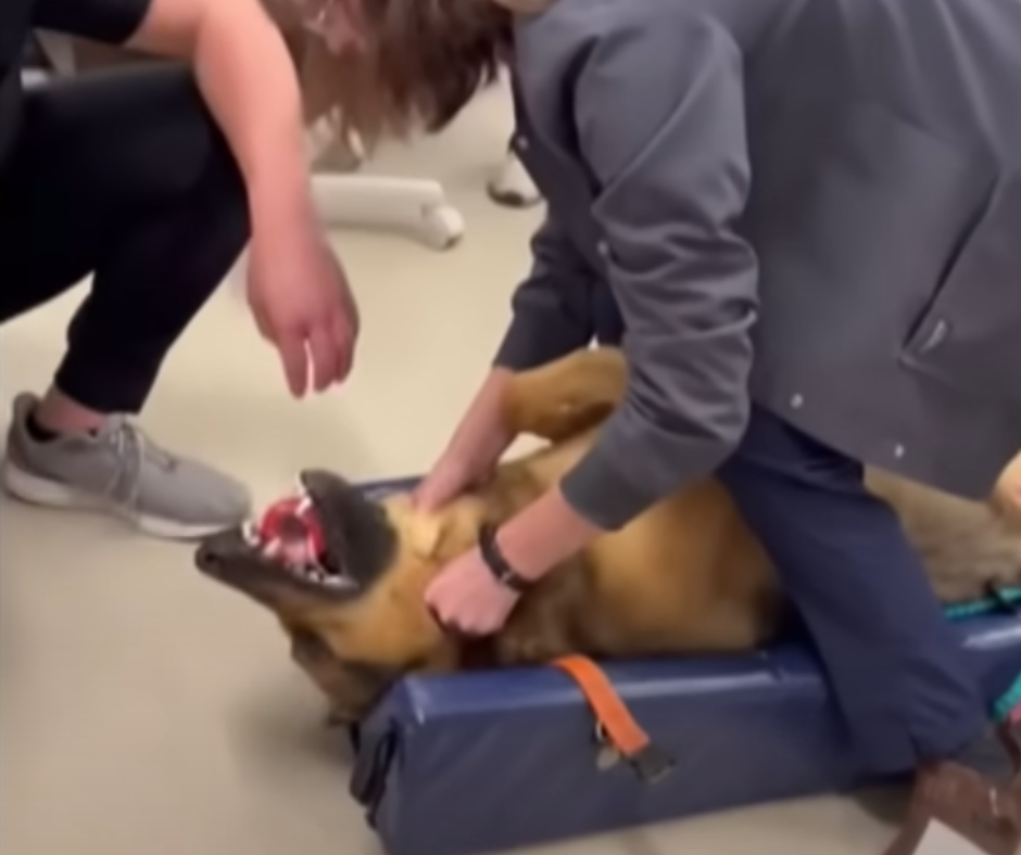 Vet Uses 'Essential Technique' to Save Choking German Shepherd ...