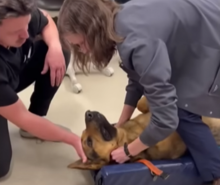 Vet Uses 'Essential Technique' to Save Choking German Shepherd ...