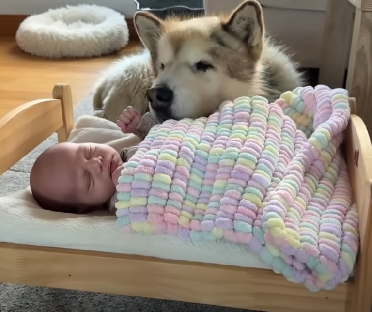 Gentle Giant Dog Forms Instant Bond with Newborn and Becomes ...