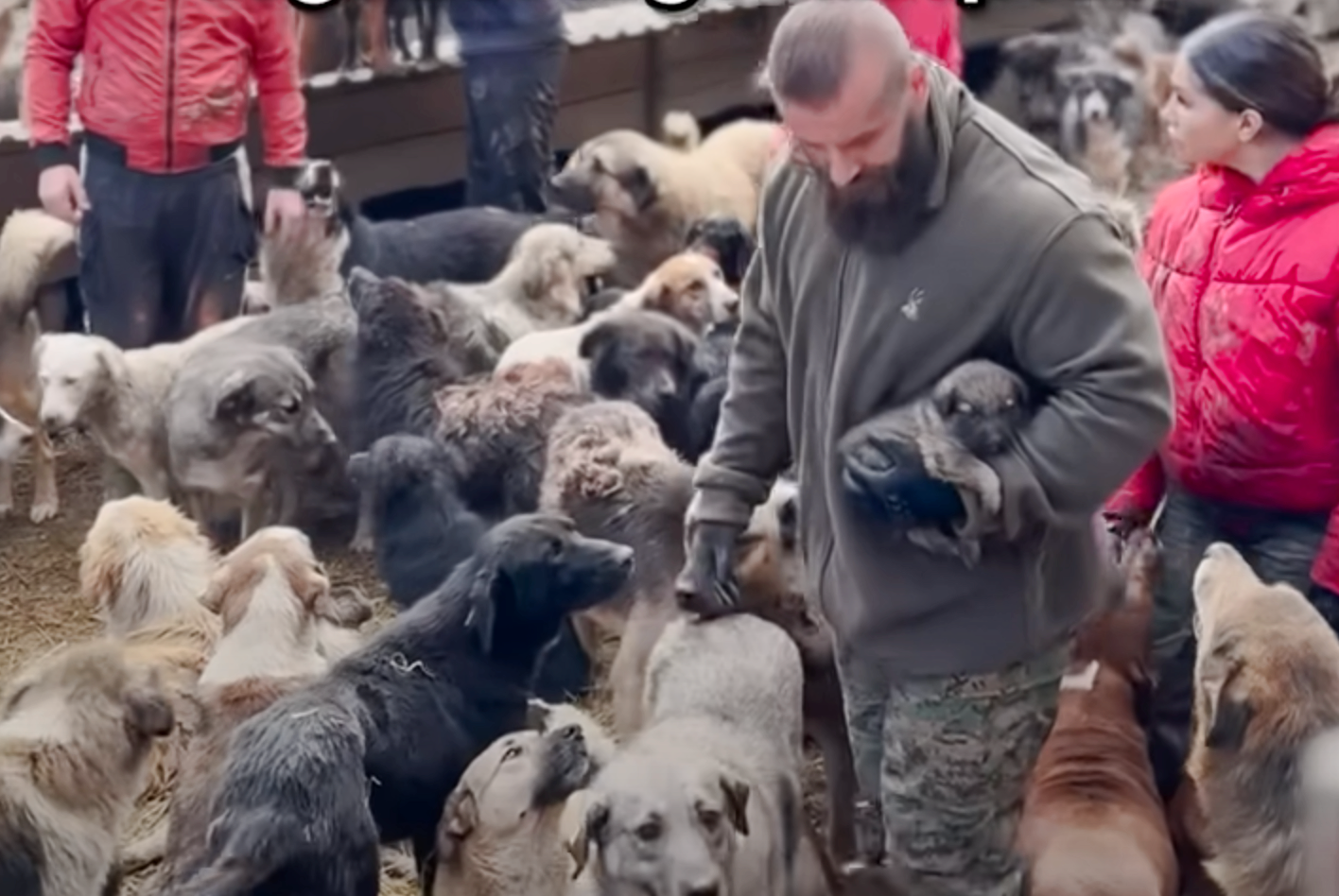 Guy Speaks To Dog In Compound Crying Of Their Plight, Considers Saving ...