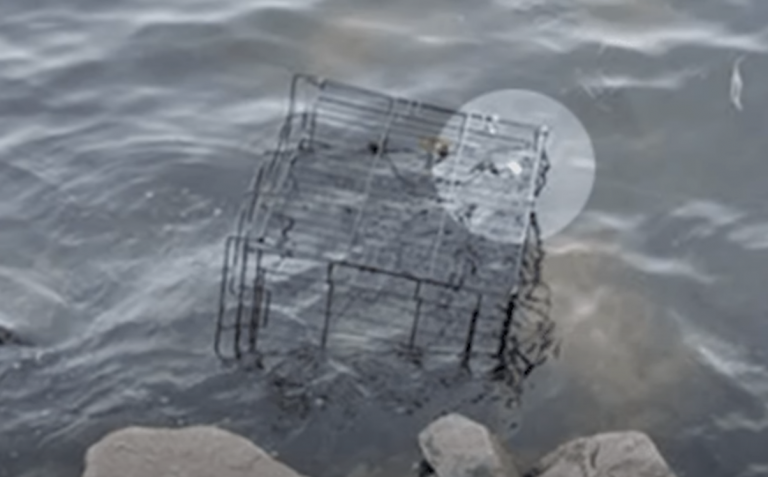 Dog's Barks Broke Calm Of The River When Banged Up Cage Floats Over ...
