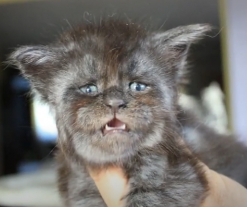 Meet the Cat with a Strikingly Human-Like Face That's Taking the ...