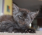 Meet the Cat with a Strikingly Human-Like Face That's Taking the ...