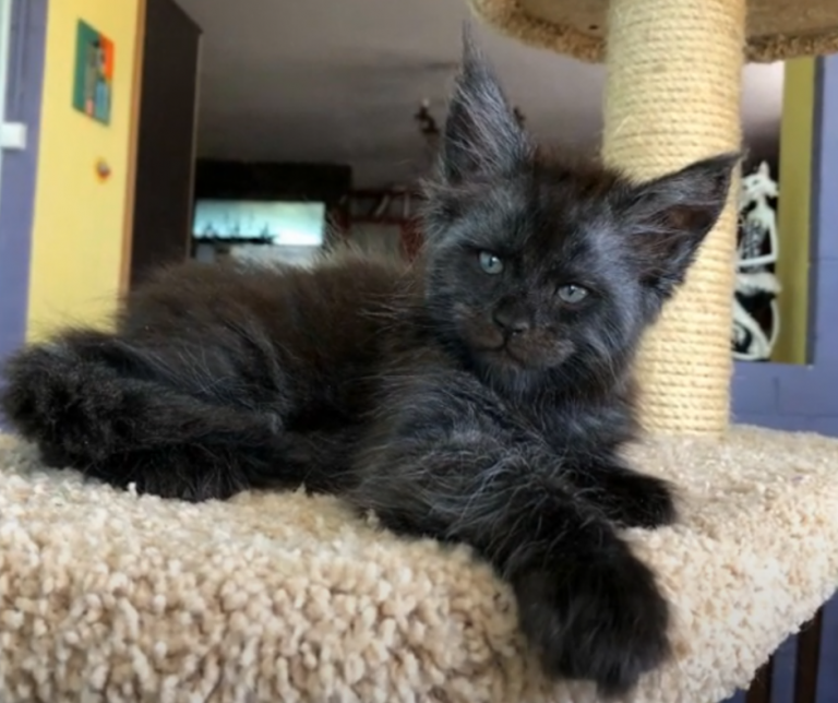 Meet the Cat with a Strikingly Human-Like Face That's Taking the ...