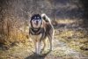 What Can Dogs See That Humans Can't? - iHeartDogs.com