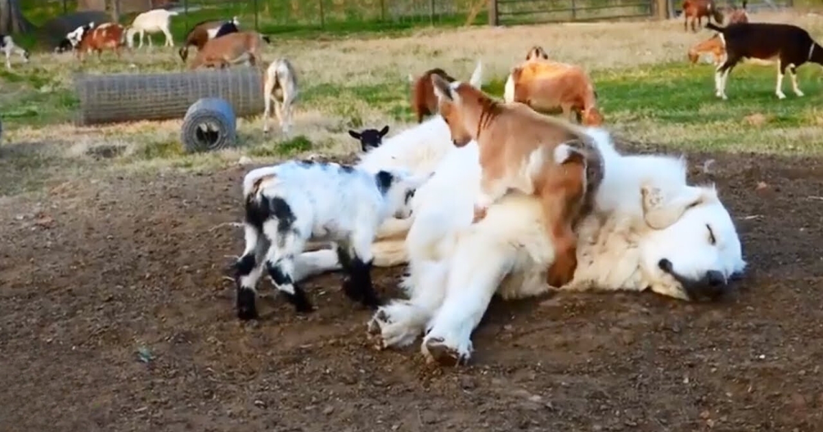 Baby Goats Find Sleeping Fluffy Dog Hilarious - iHeartDogs.com