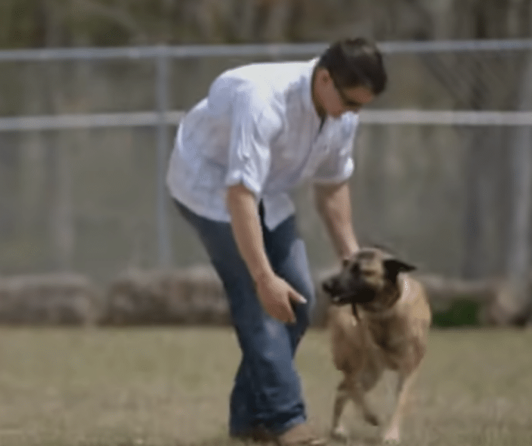 Heroic Military Dog Adopted by Soldier After Saving His Life in Combat ...