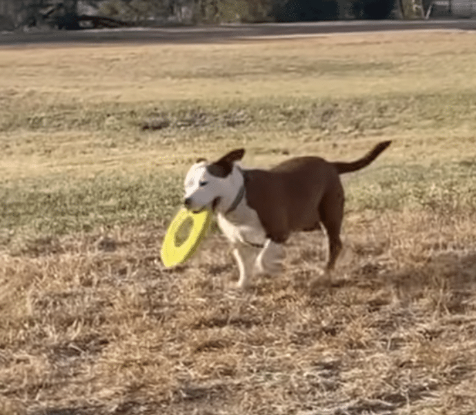 Guy Comes Home To Dog His Wife Snuck Into The House - iHeartDogs.com