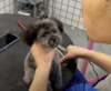 Palm-Sized Puppy Sat On Leaf Pile, Intimidated By The Giant World ...