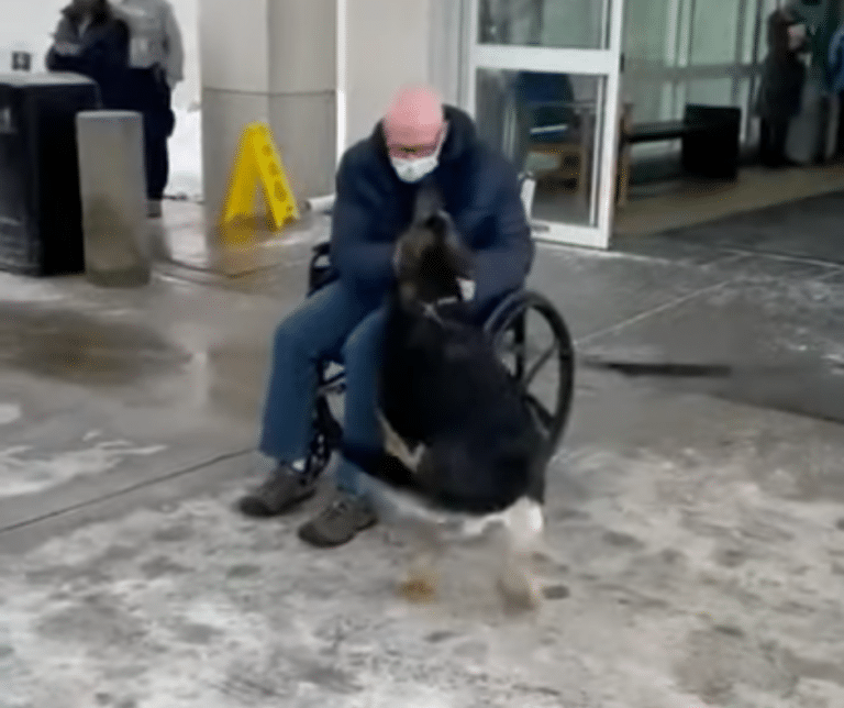 Heroic German Shepherd Reunites with Owner She Kept Alive During Stroke ...