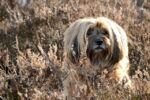 13 Dog Breeds With The Softest Fur For Cuddling - iHeartDogs.com