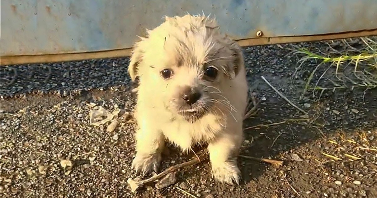 Underfed Puppy Needed Help But Wouldn't Leave 'Her Special Someone ...