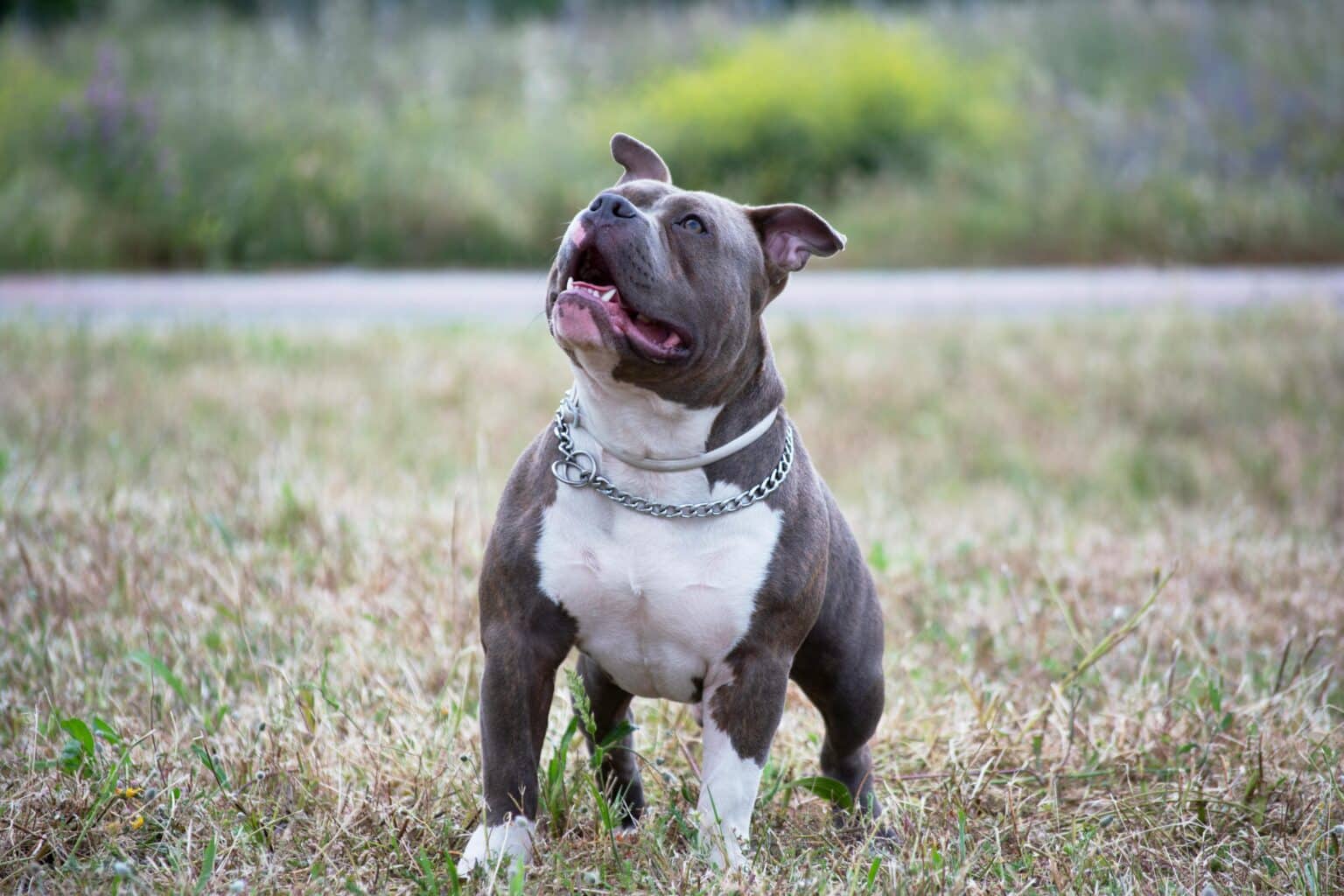 When Do Pit Bulls Reach Old Age? 2026 Guide for Devoted Owners ...