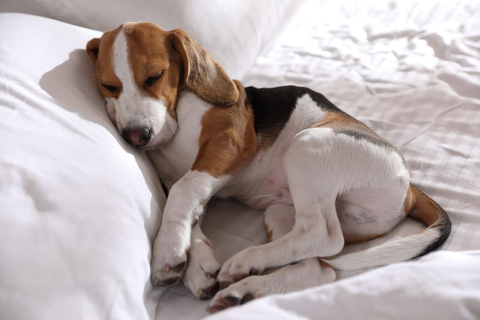 15 Unusual Dog Sleeping Positions & What They Mean - iHeartDogs.com