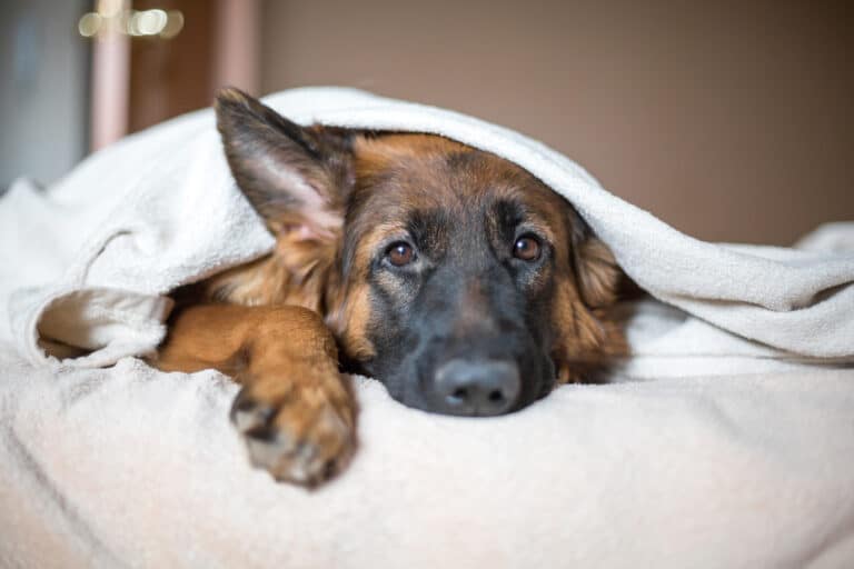 16 Most Velcro Dog Breeds: Dogs That Stick To You Like Glue