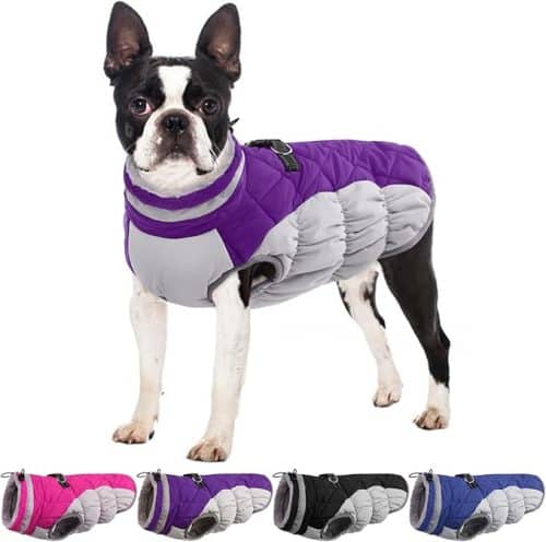 The 20 Best Winter Jackets For Dogs & Top Cold Weather Gear ...