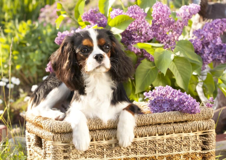 The 12 Sweetest Canine Breeds That Will Steal Your Coronary heart - We ...