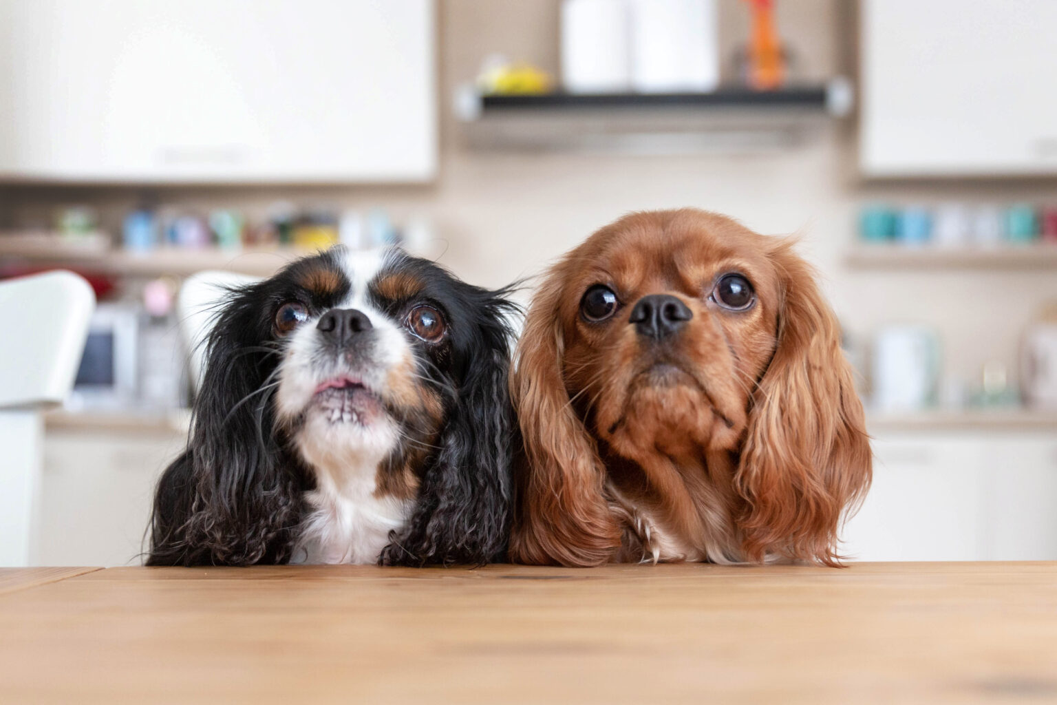 23 Dog Breeds with Human-Like Traits You Won’t Believe - iHeartDogs.com
