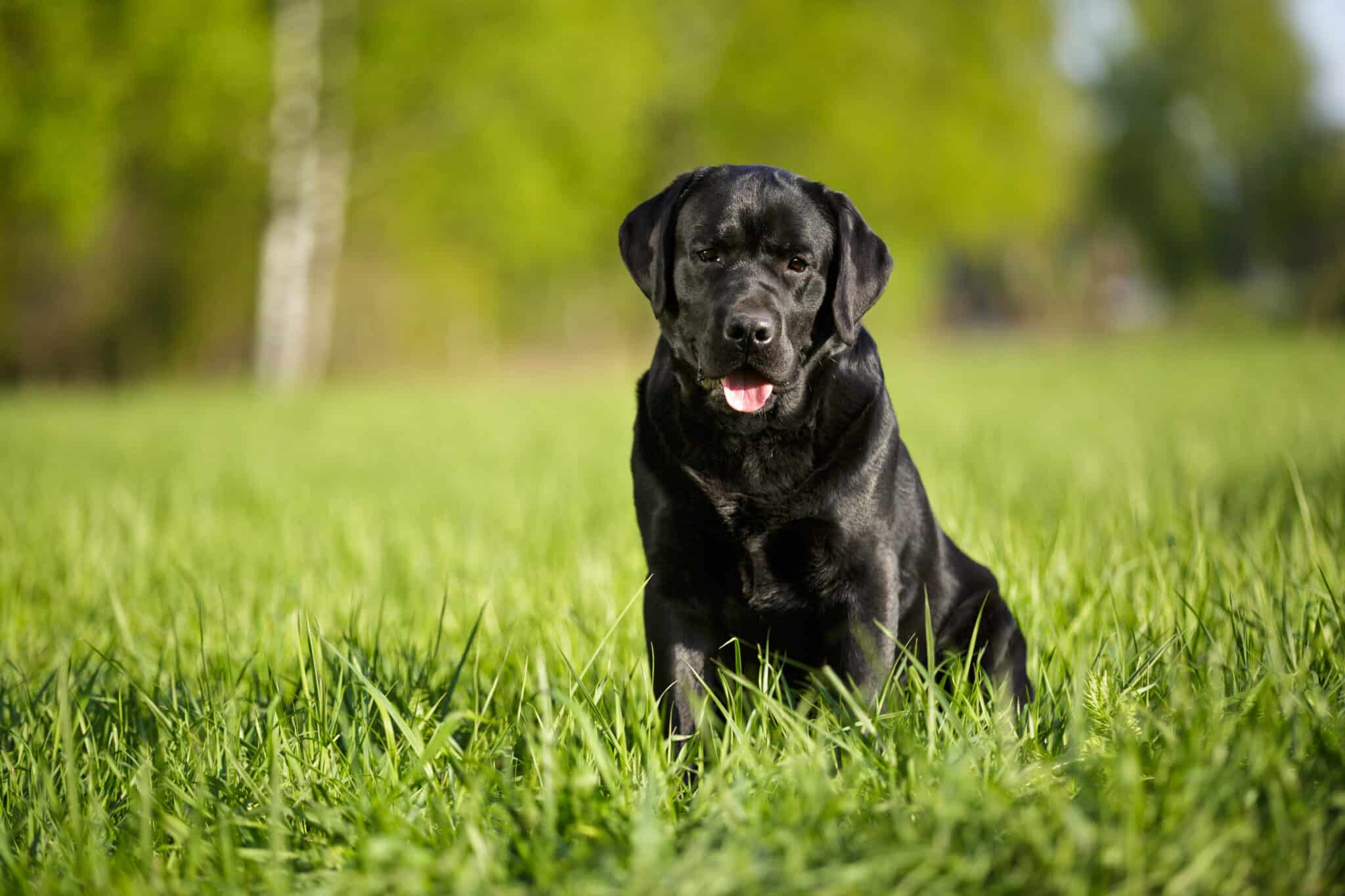 21 Loyal Dog Breeds That Stay By Your Side Through Anything ...