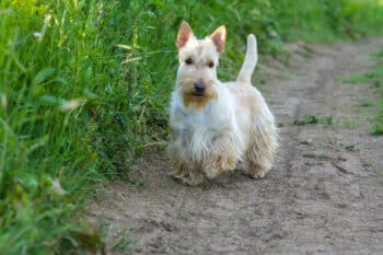 13 Dog Breeds That Were Beloved by Famous Kings & Queens - iHeartDogs.com