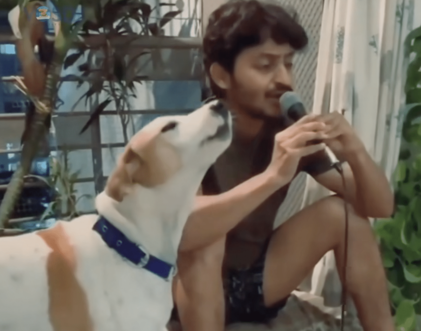 Abandoned Dog's Soul Emerges When Man Begins To Sing - iHeartDogs.com