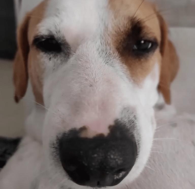 Abandoned Dog's Soul Emerges When Man Begins To Sing - iHeartDogs.com