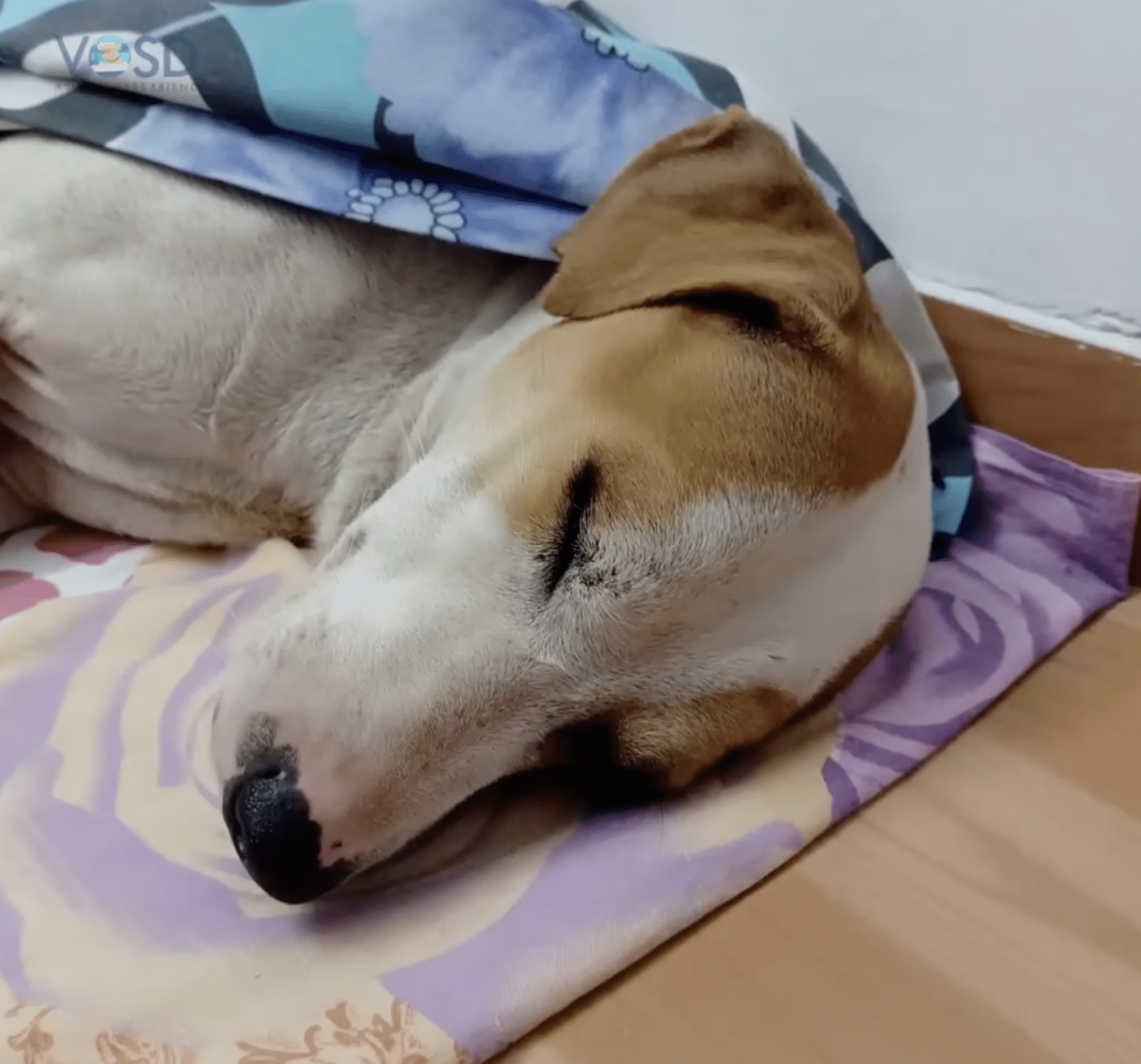 Abandoned Dog's Soul Emerges When Man Begins To Sing - iHeartDogs.com