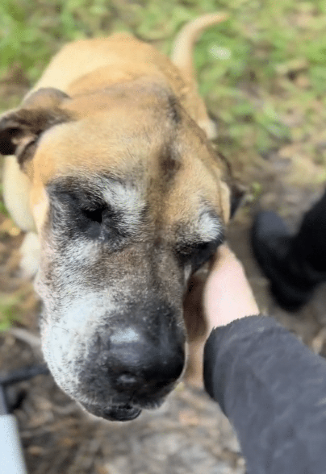 Siblings Think They Found Their Long-Lost Childhood Dog - iHeartDogs.com