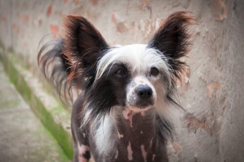 13 Dog Breeds Known for Their Unique Coat Colors - iHeartDogs.com
