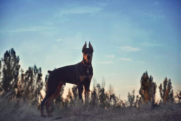 9 Dog Breeds That Have Been Essential In Search & Rescue Missions For ...