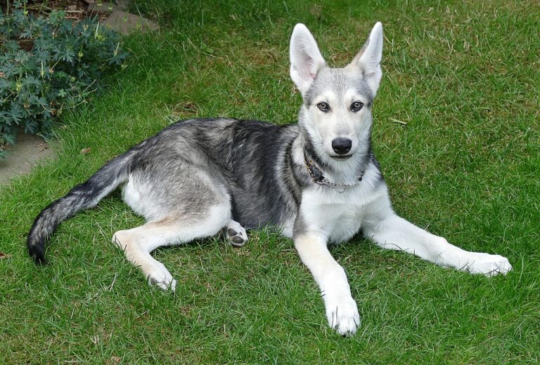 26 Dog Breeds Closely Related To Wolves - iHeartDogs.com
