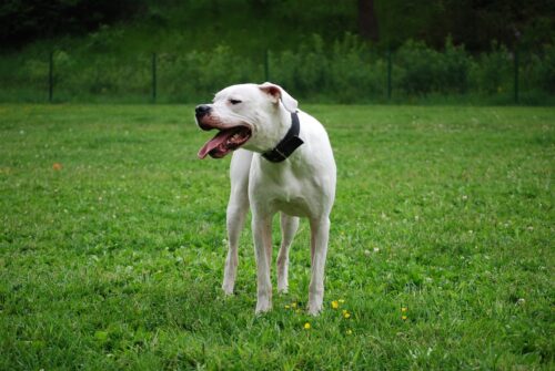 The Top 15 Most Muscular Dog Breeds - iHeartDogs.com