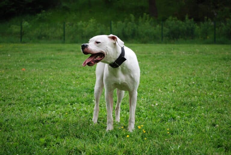 The Top 15 Most Muscular Dog Breeds - iHeartDogs.com