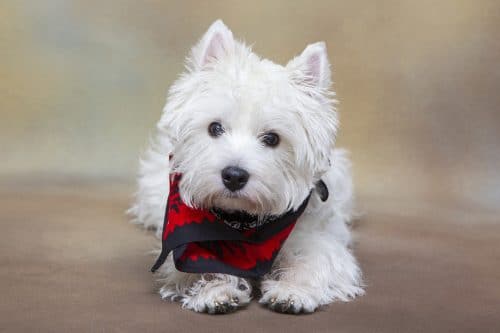 25 Top Dog Breeds For Someone In Their 70s - iHeartDogs.com