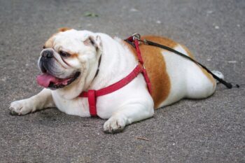 The Top 15 Most Muscular Dog Breeds - iHeartDogs.com