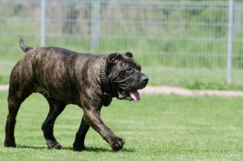 The Top 15 Most Muscular Dog Breeds - iHeartDogs.com
