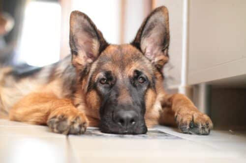 13 Heroic Animals That Saved Human Lives In Unbelievable Ways ...