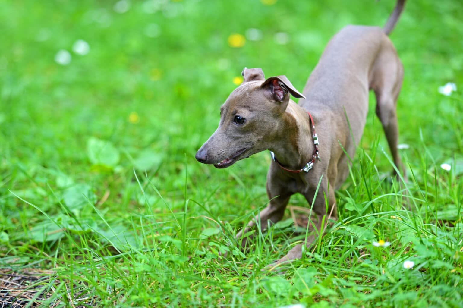 11 Small Dog Breeds Who Run the Show - iHeartDogs.com