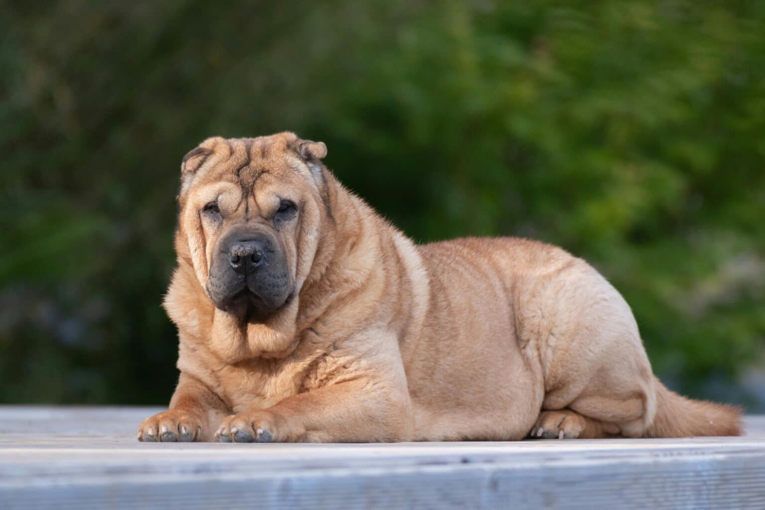 12 Most Unique-Looking Dog Breed - iHeartDogs.com