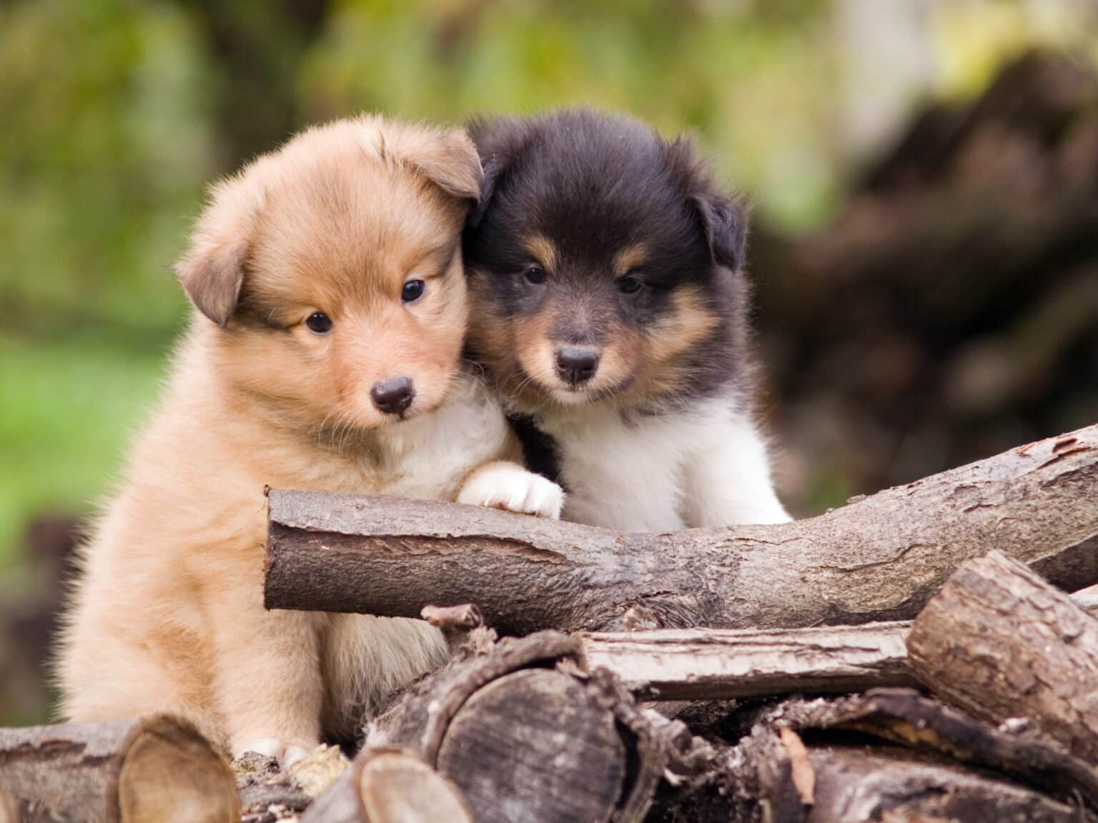 13 Fluffy Puppies That Will Melt Your Heart! - iHeartDogs.com