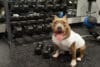The 7 Most Muscular Dog Breeds - iHeartDogs.com