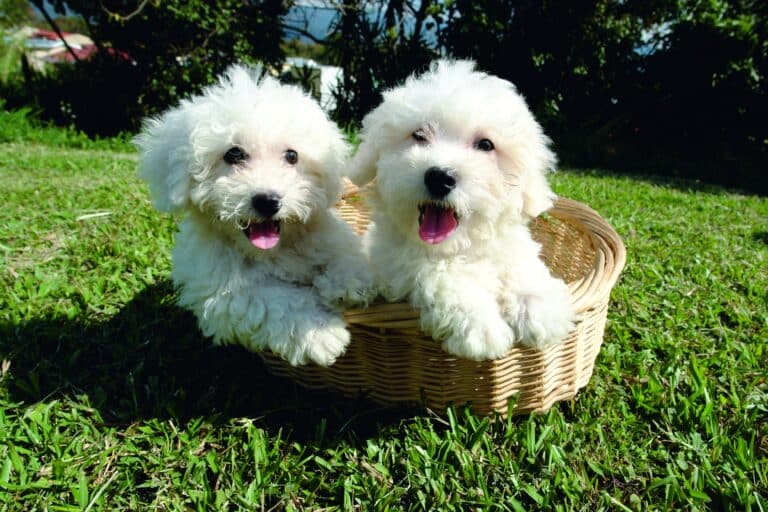 The 11 Cutest Toy Dog Breeds of All Time