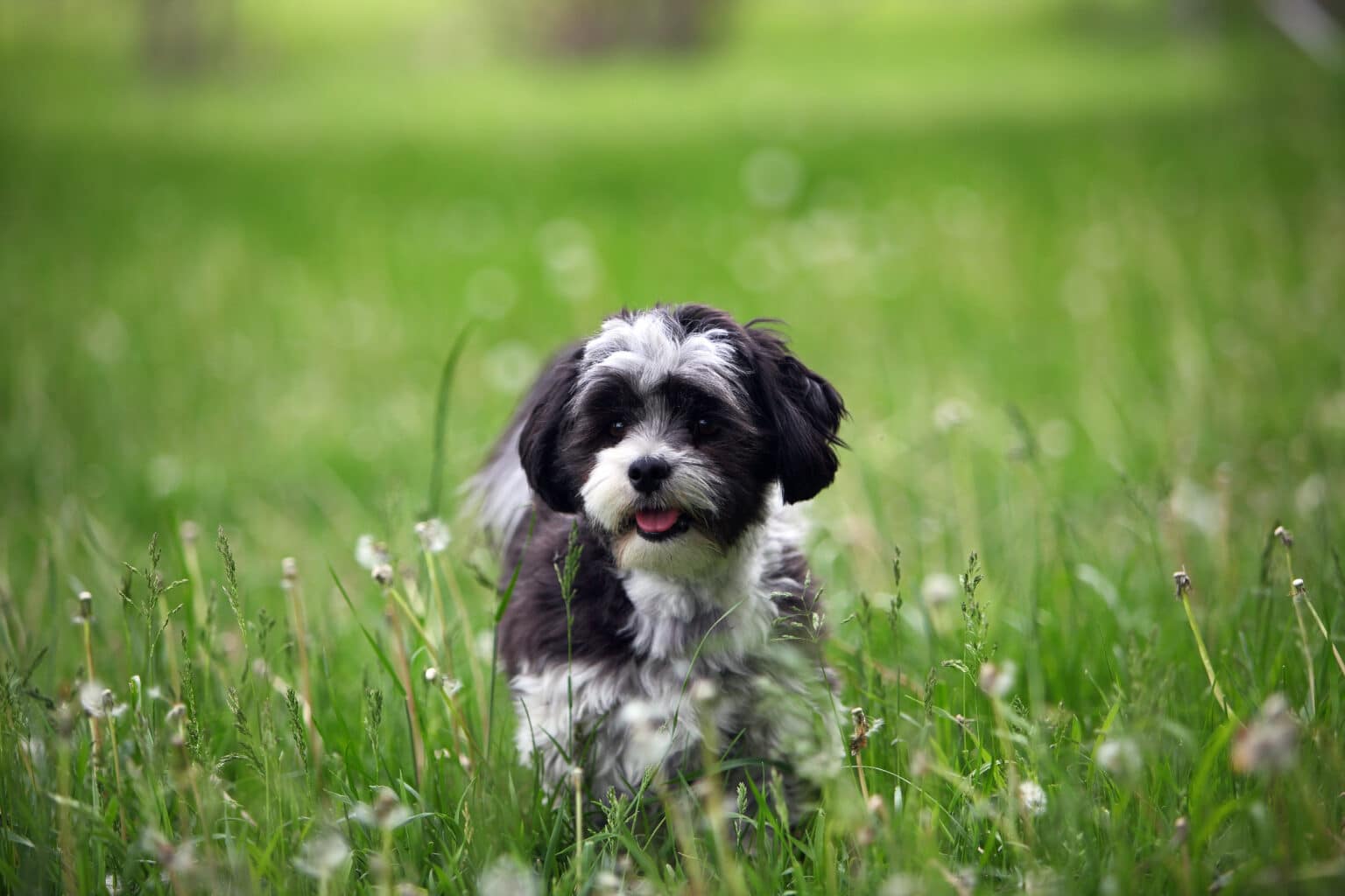 13 Fluffy Puppies That Will Melt Your Heart! - iHeartDogs.com