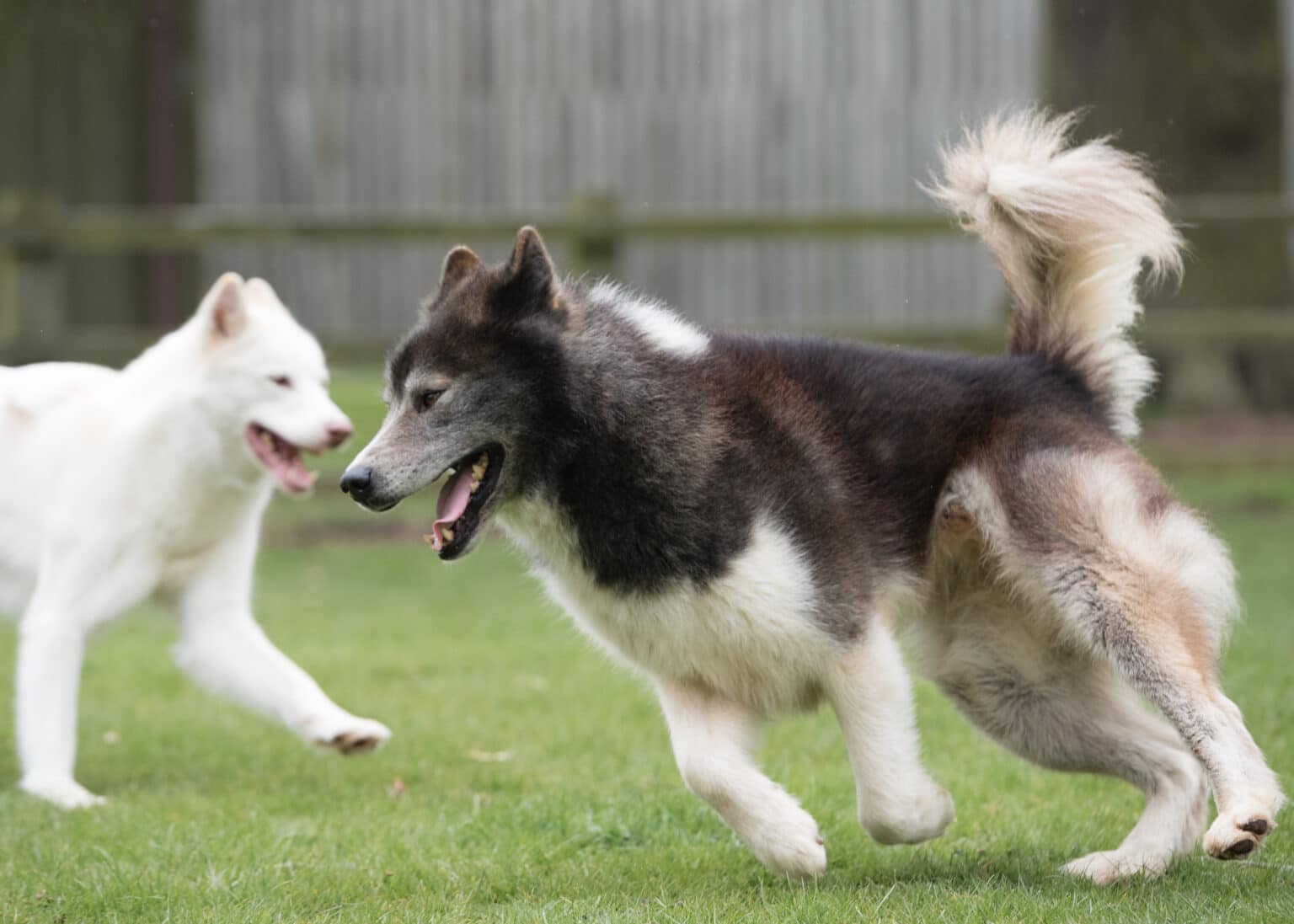 26 Dog Breeds Closely Related To Wolves - iHeartDogs.com