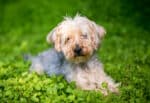 The 10 Cutest Dog Breed Mixes Ever - iHeartDogs.com