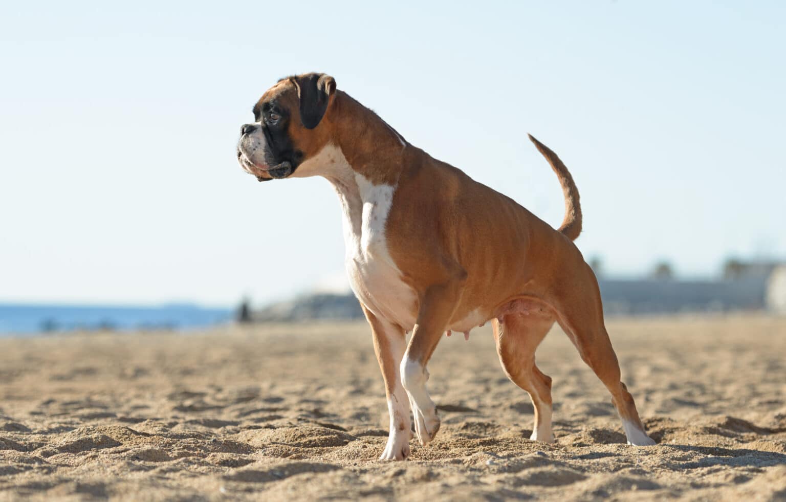 The 7 Most Muscular Dog Breeds - iHeartDogs.com